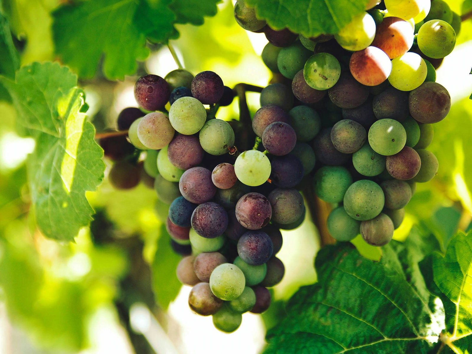 9 Fruits that Don't Grow on Trees | MySoCal Garden